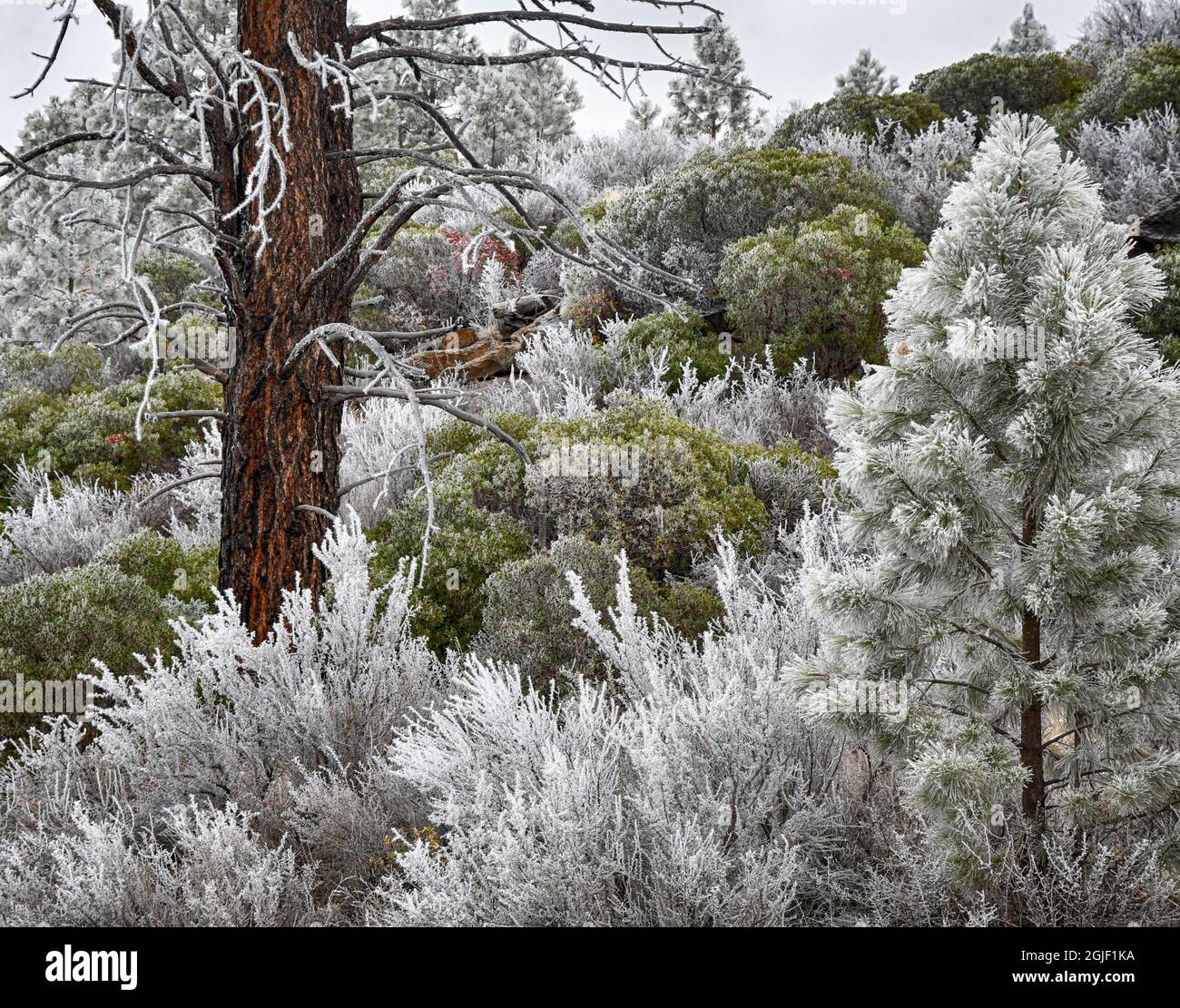 Bend, Oregon, USA, Frosted conifers and desert shrubs celebrate the ...