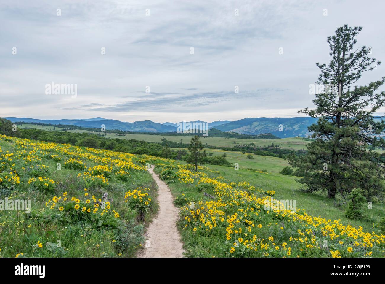 USA, Oregon. Tom McCall Nature Preserve, Rowena Crest Trail Stock Photo ...