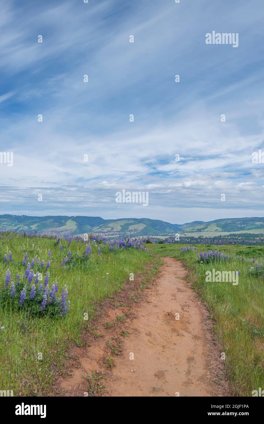 USA, Oregon. Tom McCall Nature Preserve, Rowena Plateau Trail Stock ...