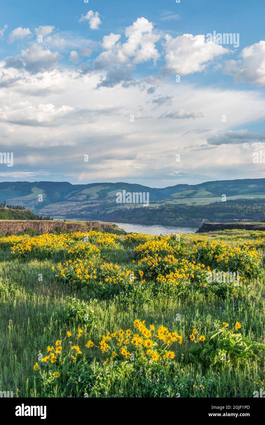 USA, Oregon. Tom McCall Nature Preserve, Rowena Plateau wildflowers ...