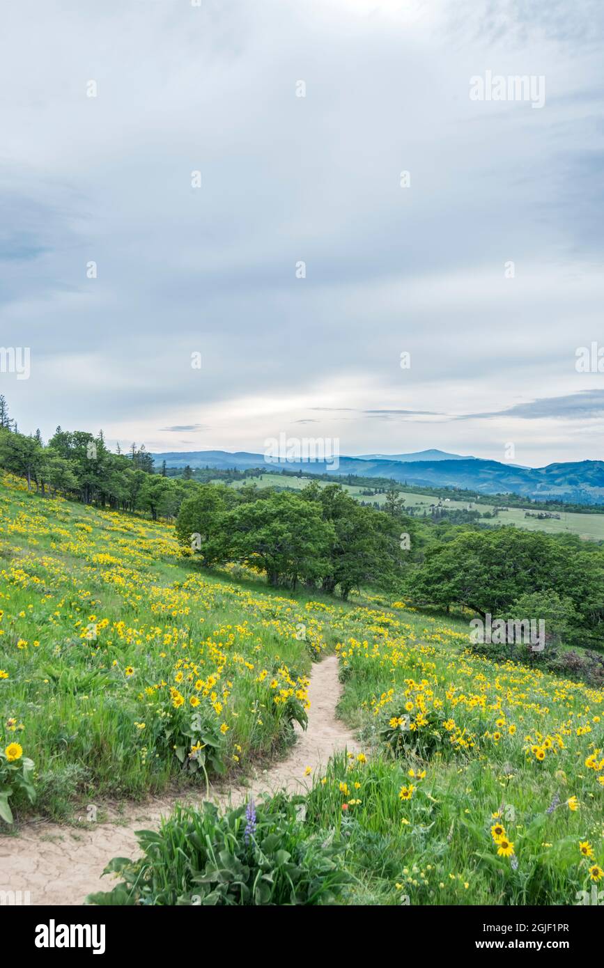 USA, Oregon. Tom McCall Nature Preserve, Rowena Crest Trail Stock Photo ...