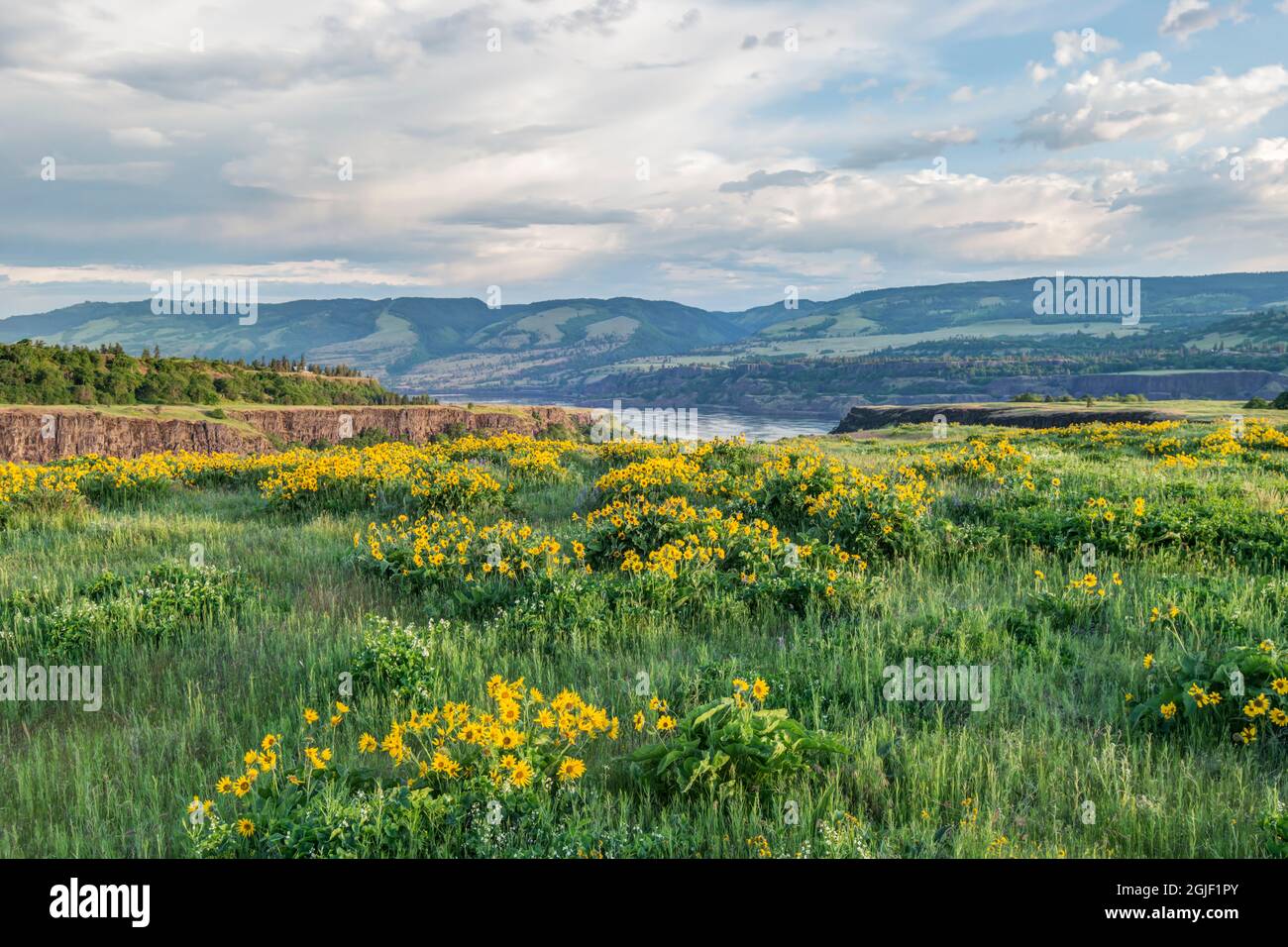 USA, Oregon. Tom McCall Nature Preserve, Rowena Plateau wildflowers ...
