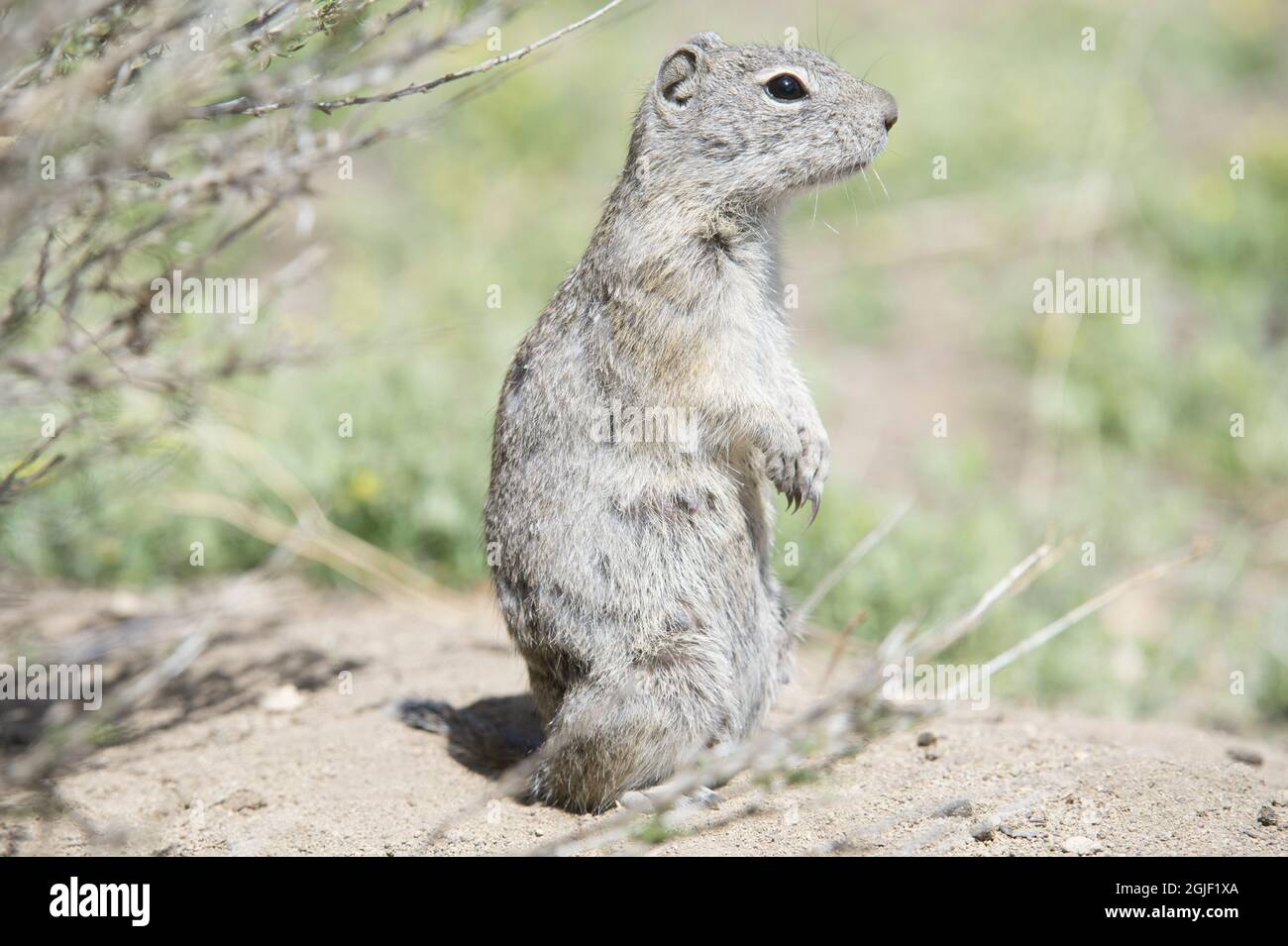 Belding's ground squirrel in Oregon Stock Photo - Alamy
