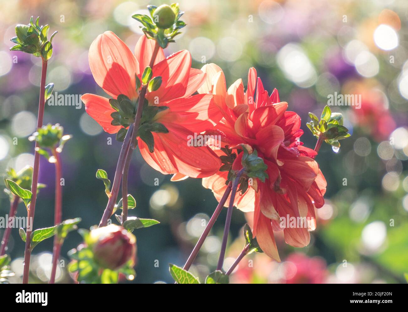 USA, Oregon, Canby, Swam Island Dahlias, Dahlia flower garden in full ...