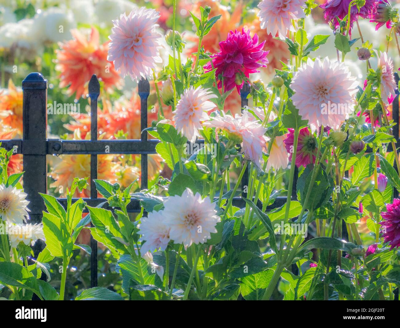 USA, Oregon, Canby, Swam Island Dahlias, Dahlia flower garden in full ...