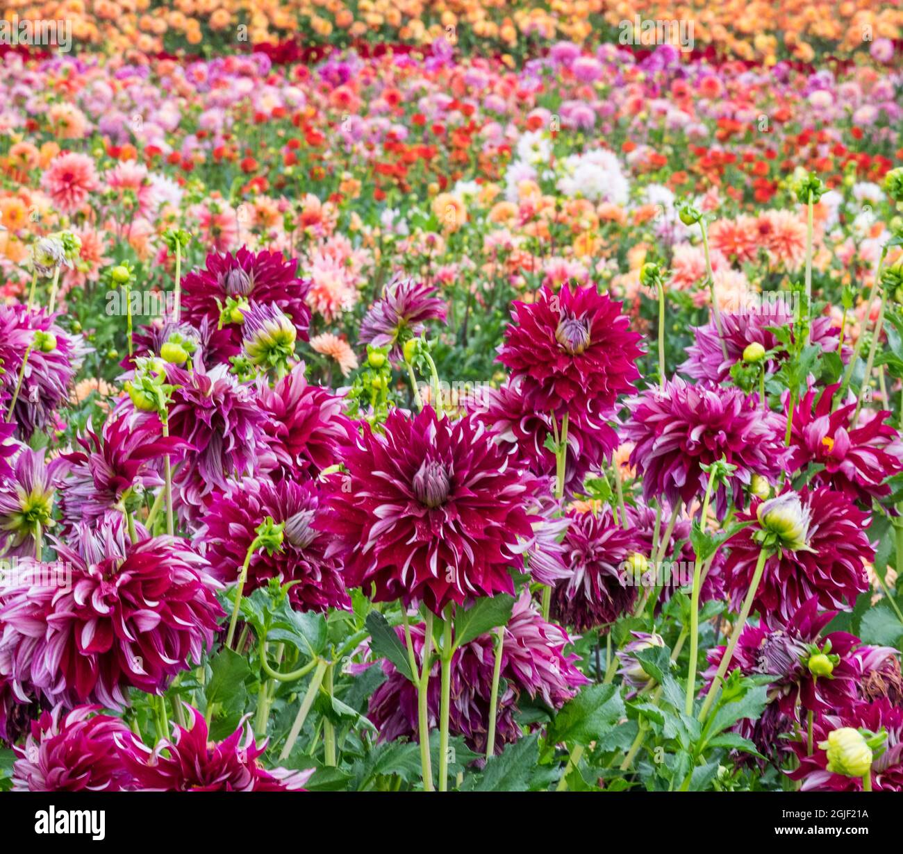 USA, Oregon, Canby, Swam Island Dahlias, Dahlia flower garden in full ...