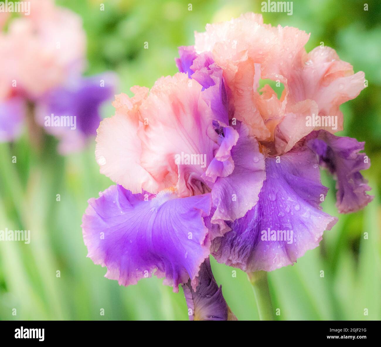 USA, Oregon, Salem, colorful garden with Russell Lupine and Allium in ...
