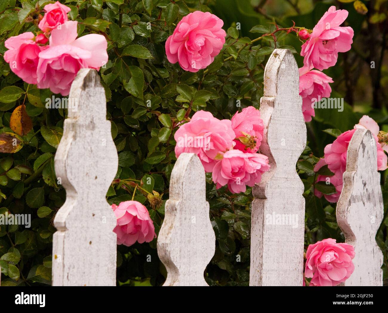 USA, Oregon, Cannon Beach with gardens and white picket fences and pink ...