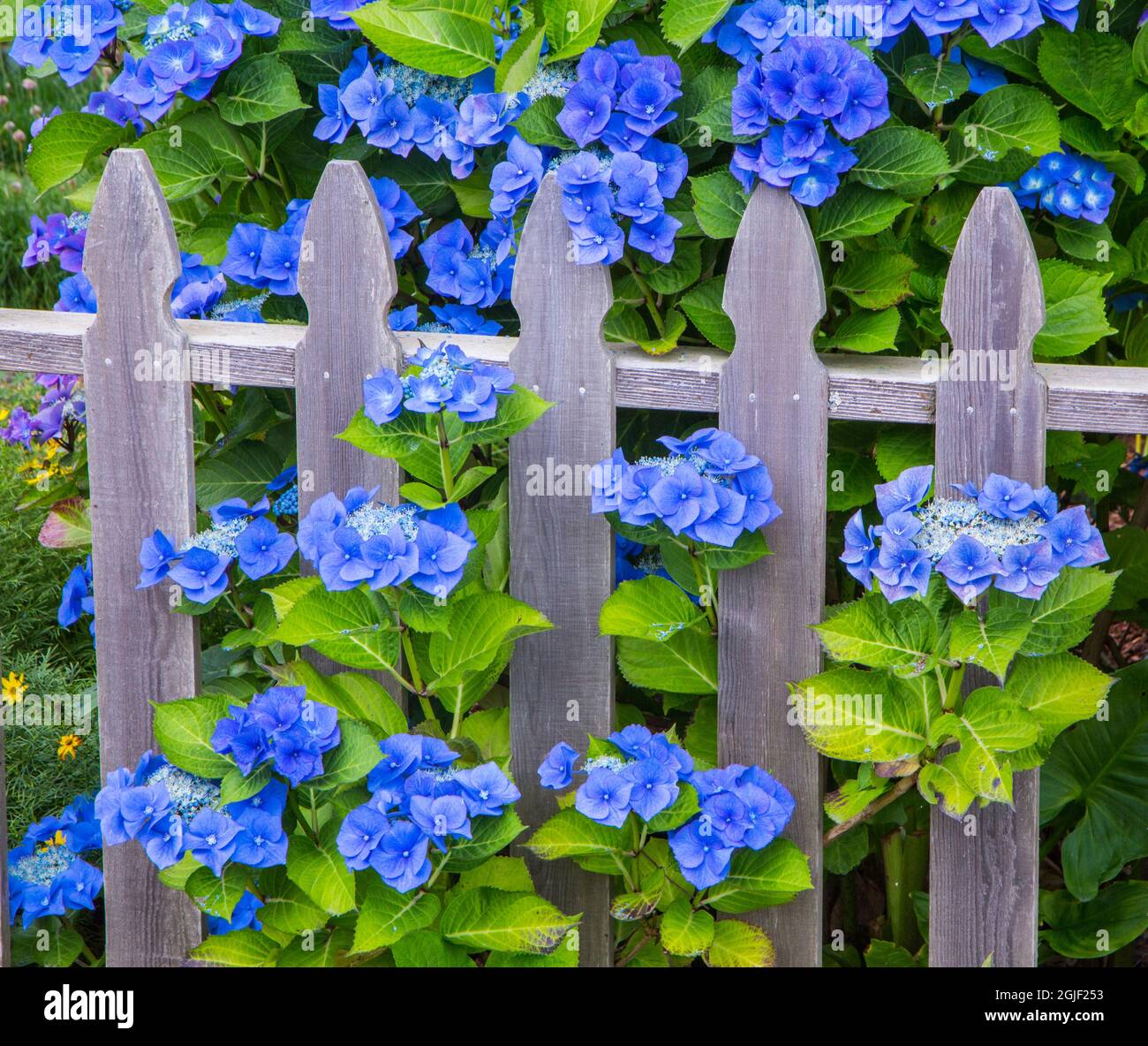 Blue hydrangea fence hi-res stock photography and images - Alamy
