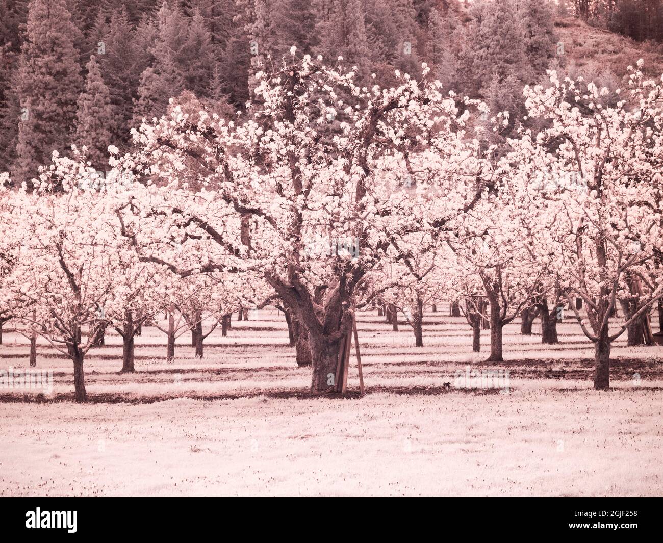 Spring cherry orchards Stock Photo - Alamy