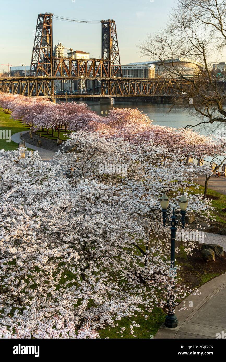 Portland, Oregon. Cherry trees in bloom at Tom McCall Waterfront Park ...