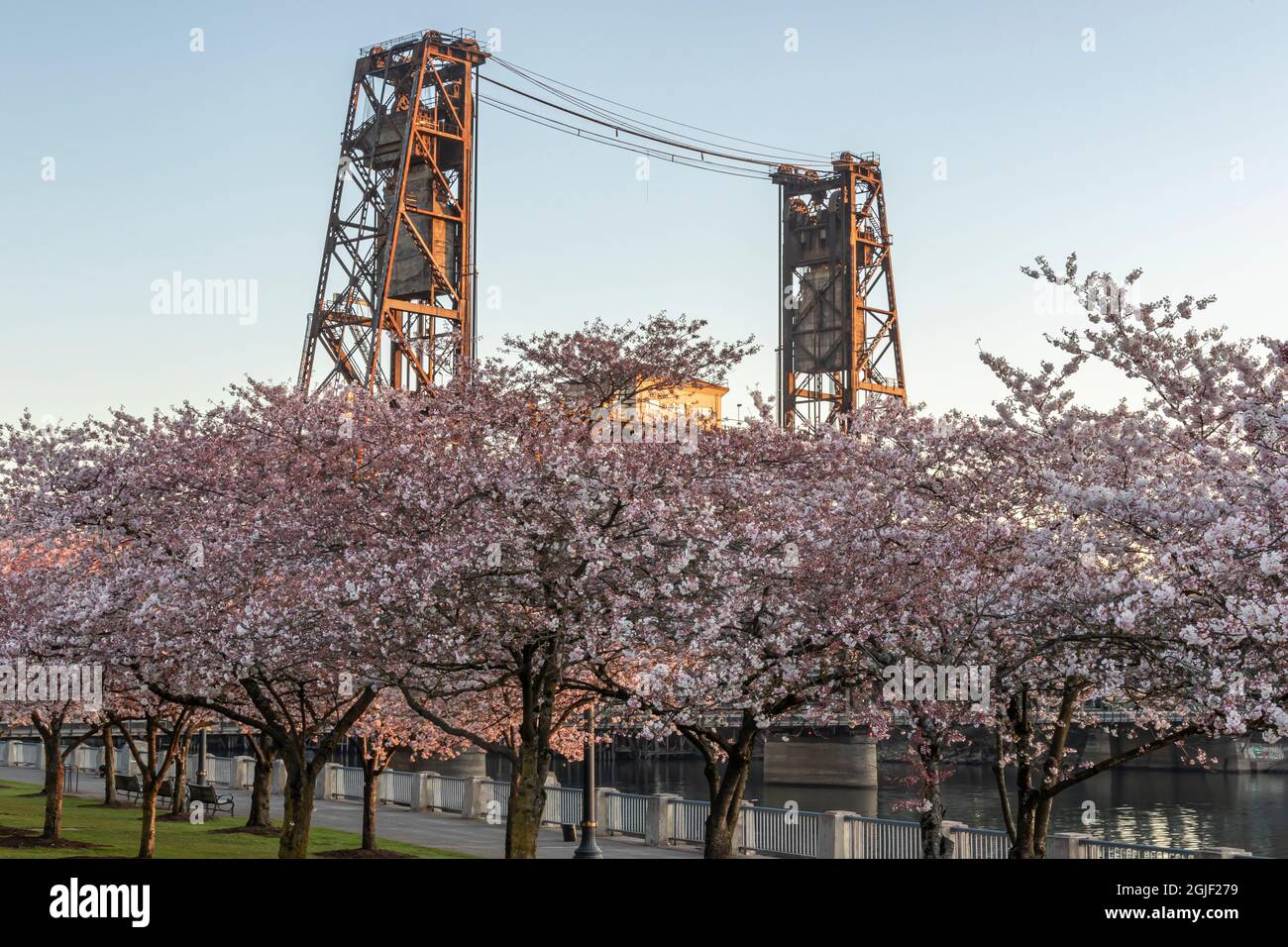Portland, Oregon. Cherry trees in bloom at Tom McCall Waterfront Park ...