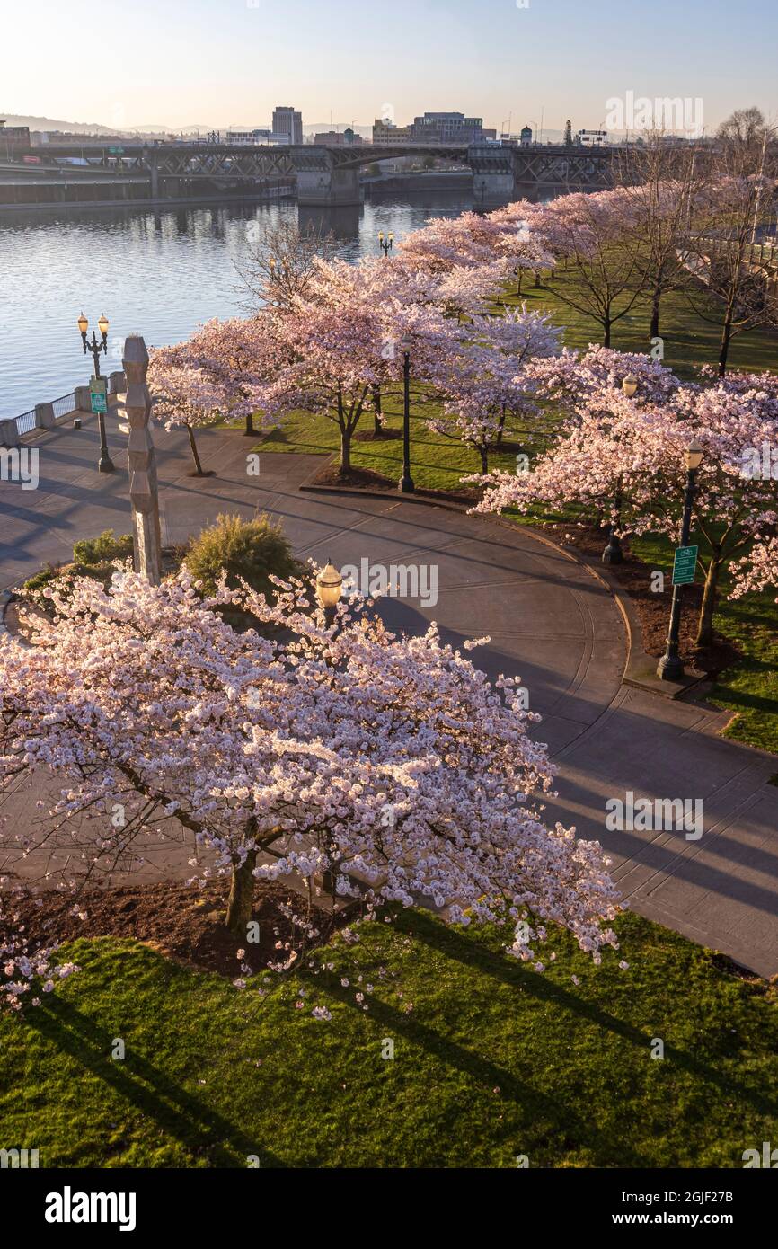 Portland, Oregon. Cherry trees in bloom at Tom McCall Waterfront Park ...