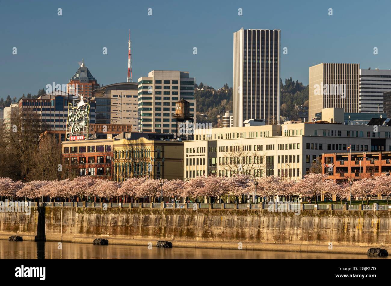 Portland, Oregon. Cherry trees in bloom at Tom McCall Waterfront Park ...