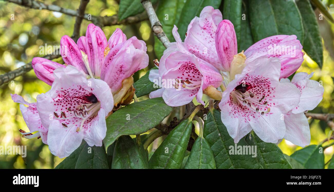 Portland, Oregon. Rhododendron in bloom at Crystal Springs Rhododendron ...