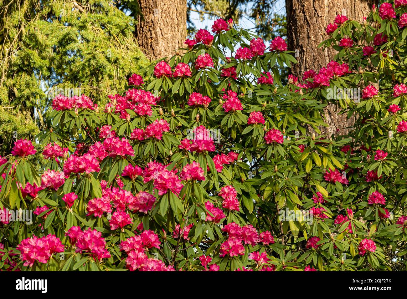 Portland, Oregon. Rhododendron in bloom at Crystal Springs Rhododendron ...