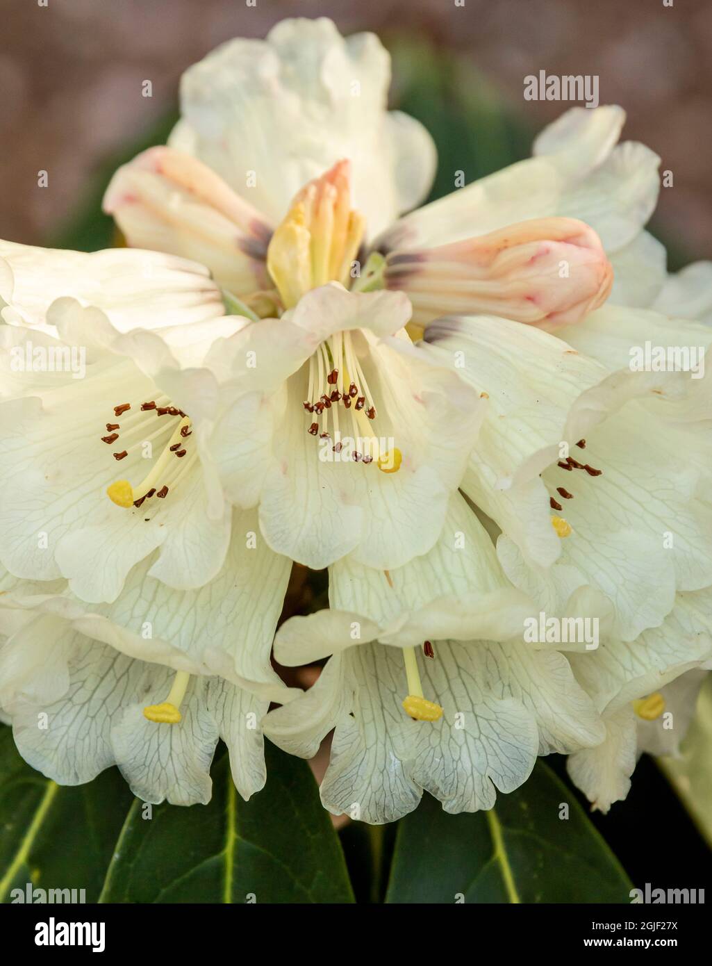 Portland, Oregon. Rhododendron in bloom at Crystal Springs Rhododendron ...