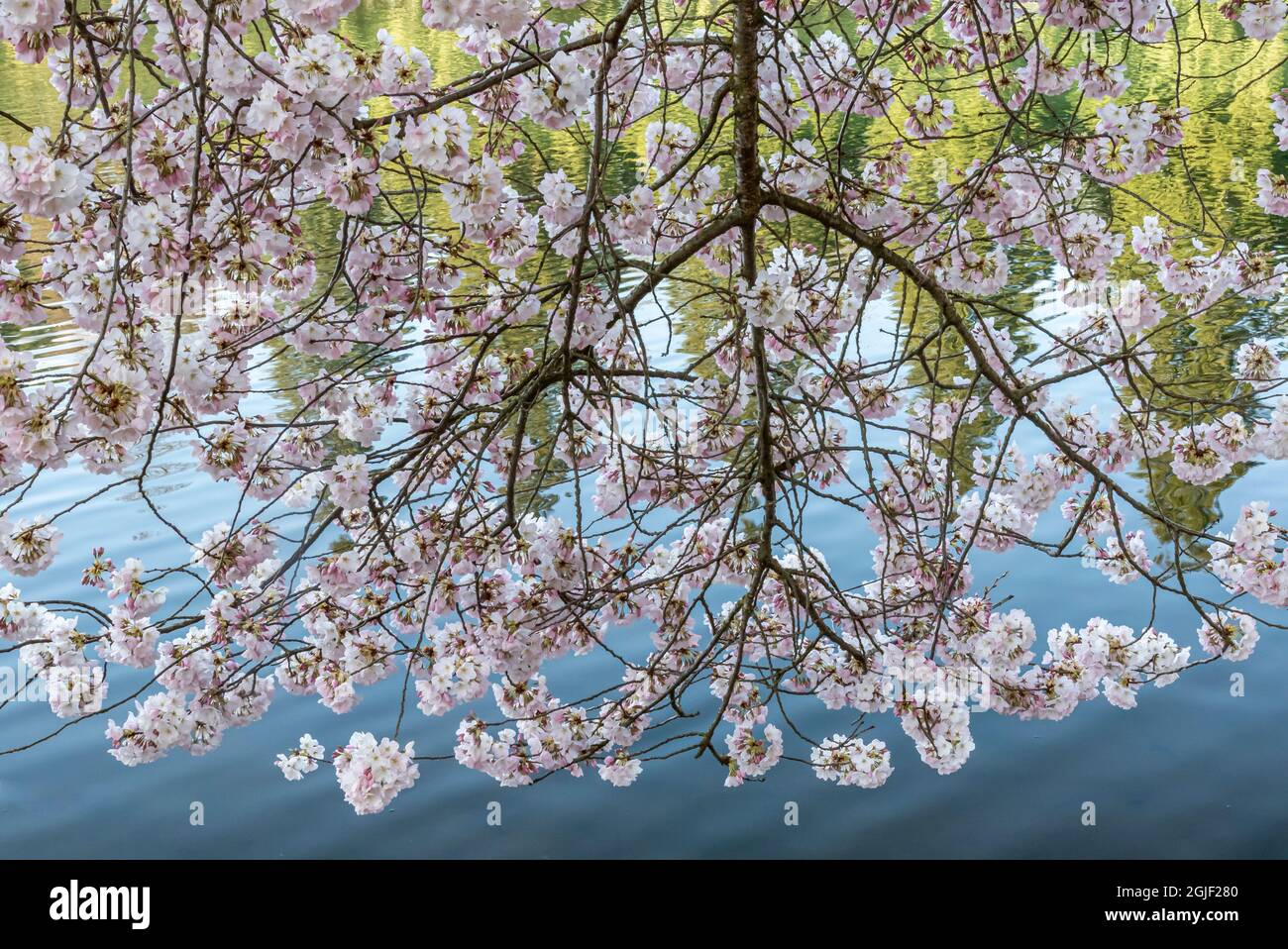 Portland, Oregon. Flowering cherry tree, Crystal Springs Rhododendron ...