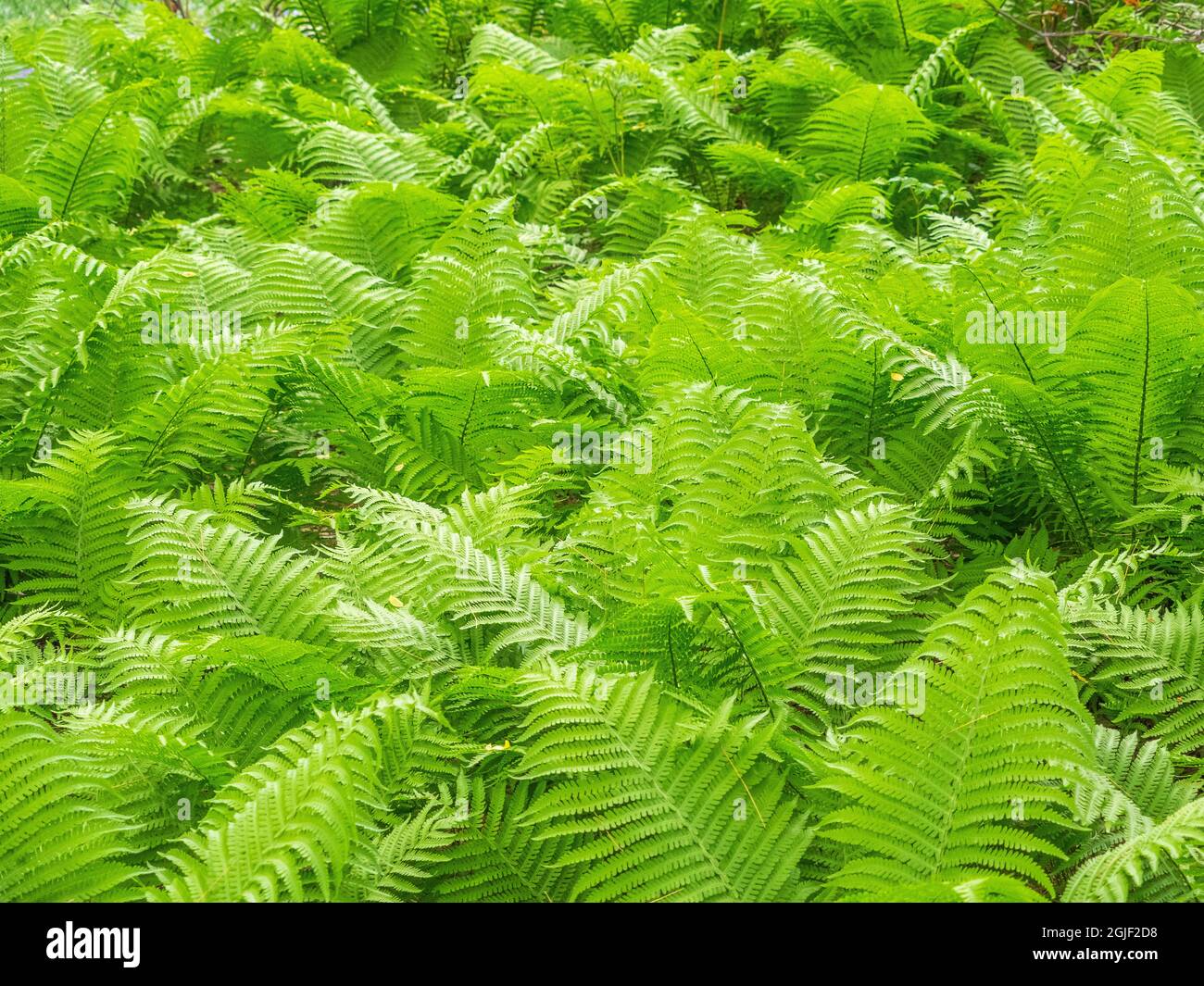 USA, Pennsylvania, Wayne and Chanticleer Gardens with green lush ferns ...
