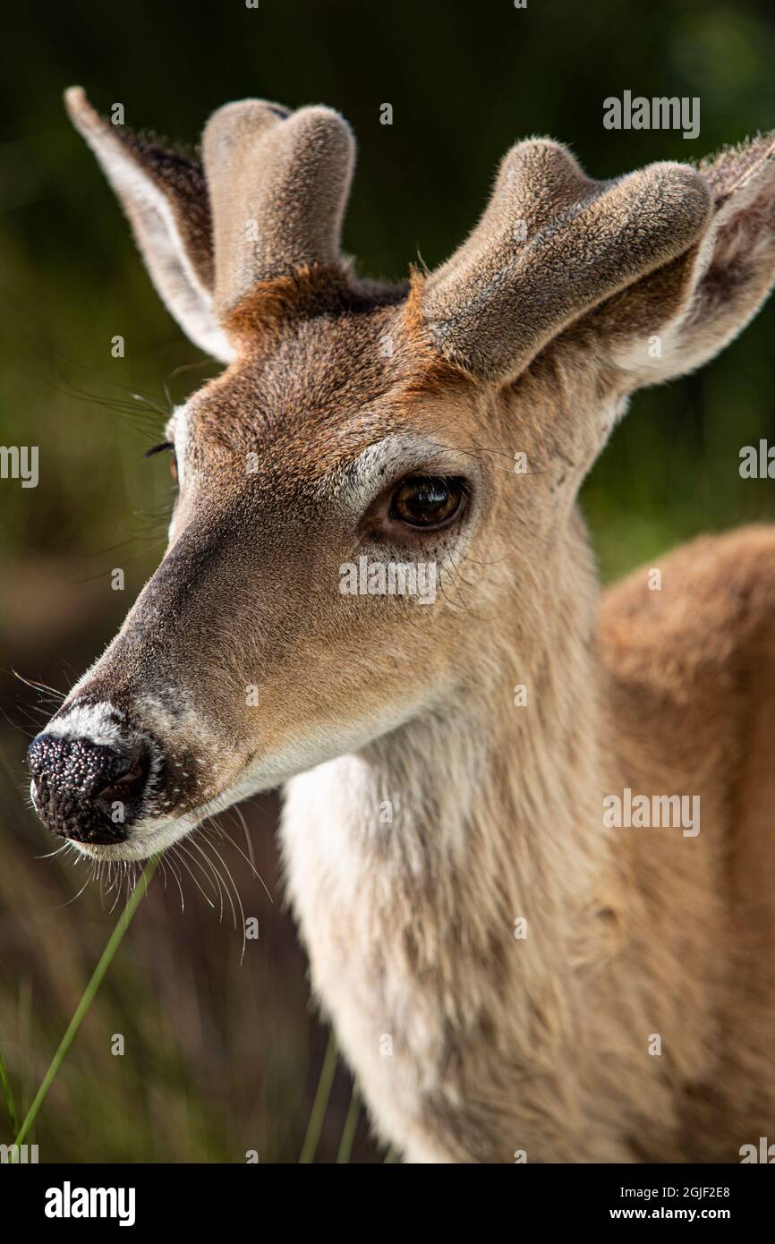Fripp Island, South Carolina, white-tailed deer Stock Photo - Alamy