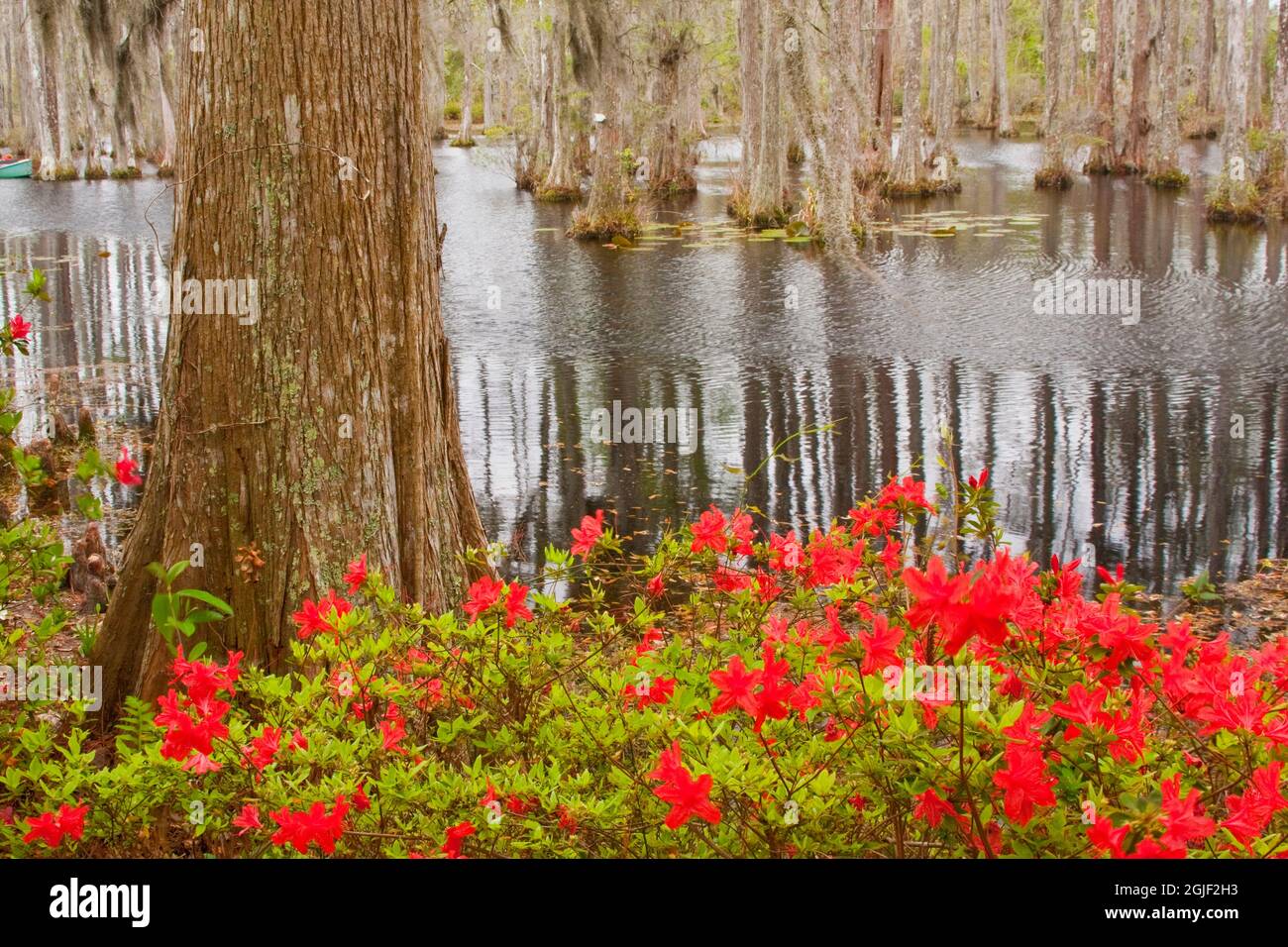 USA, South Carolina, springtime at Cypress Gardens pond and Cypress ...
