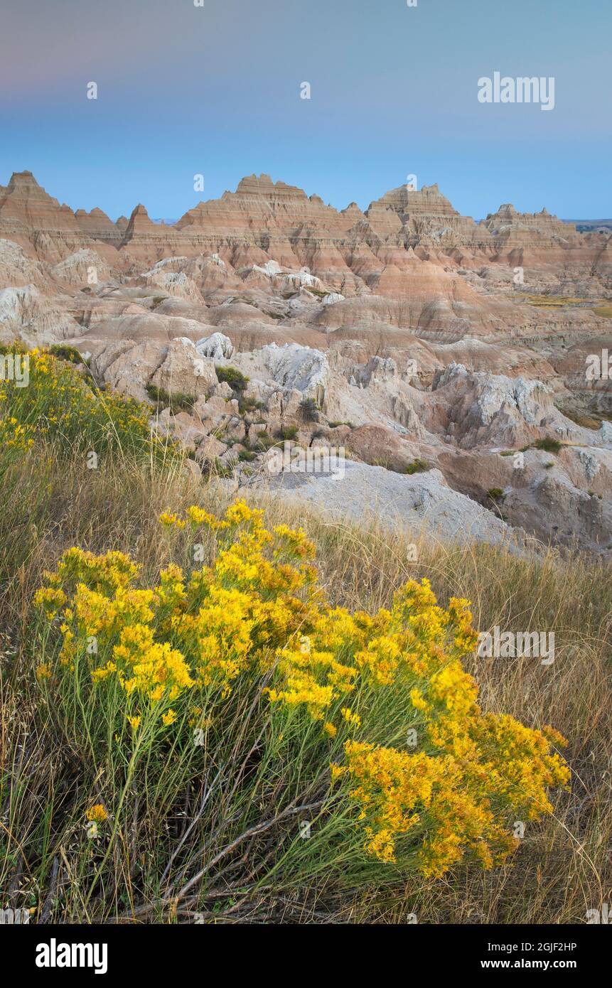 Rabbitbrush, Badlands National Park, South Dakota Stock Photo - Alamy