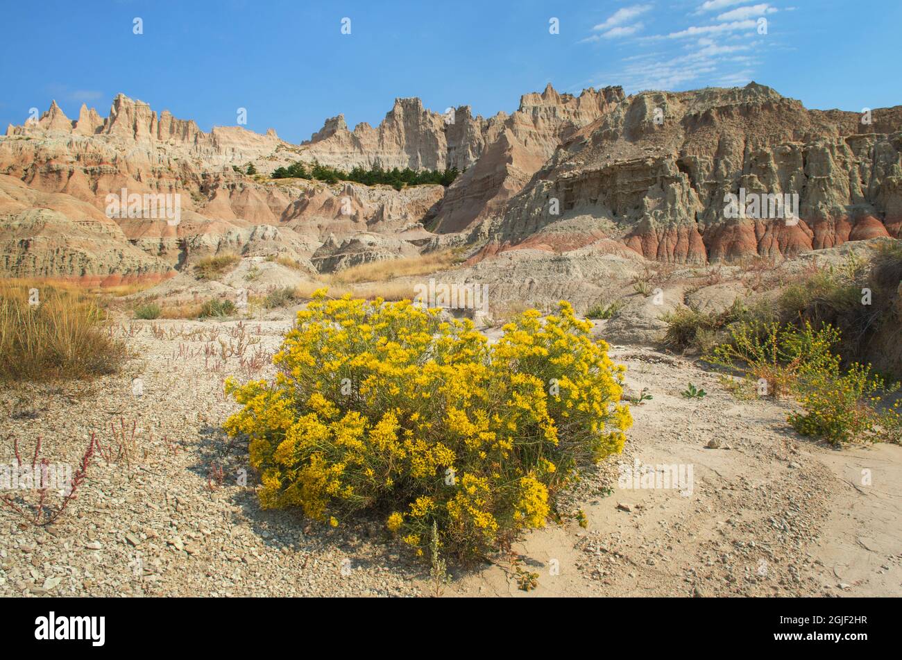Rabbitbrush, Badlands National Park, South Dakota Stock Photo - Alamy