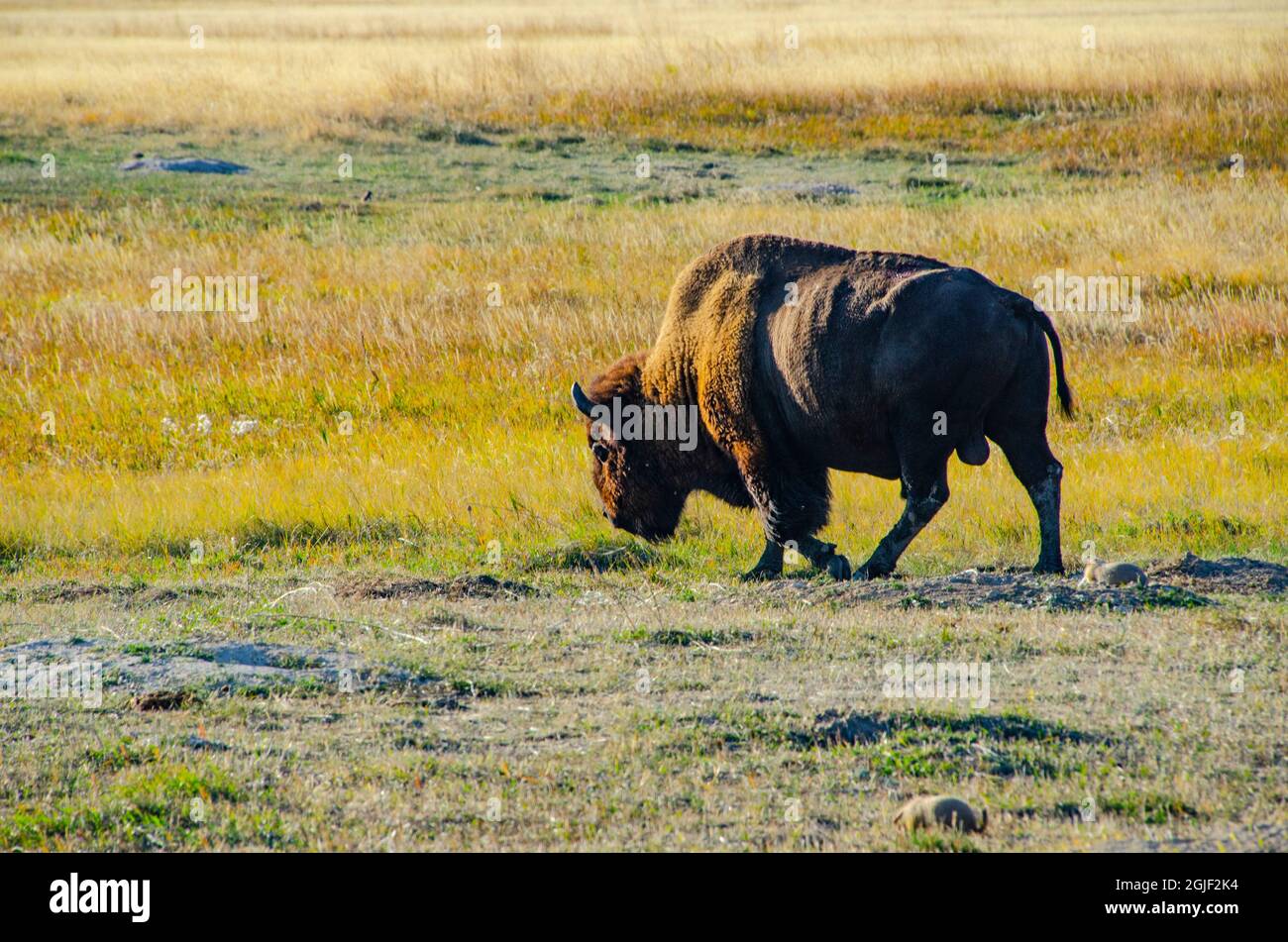 USA, South Dakota, Badlands National Park, bison walking Stock Photo ...
