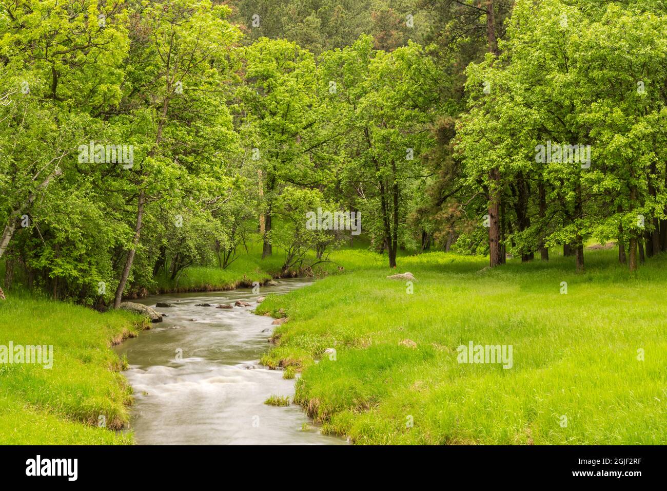 USA, South Dakota, Custer State Park, Grace Coolidge Creek Stock Photo ...