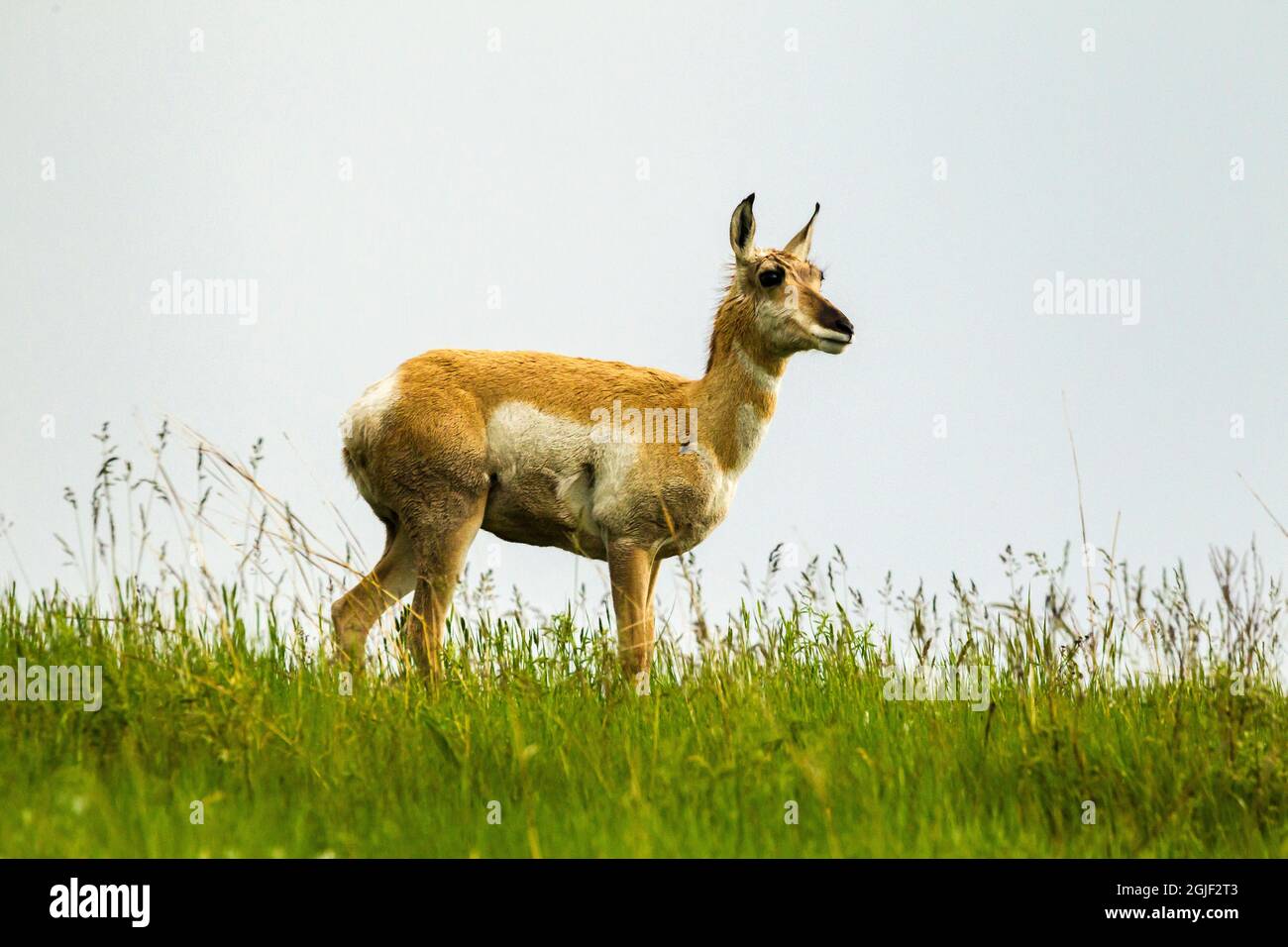 USA, South Dakota, Custer State Park, pronghorn antelope doe Stock ...