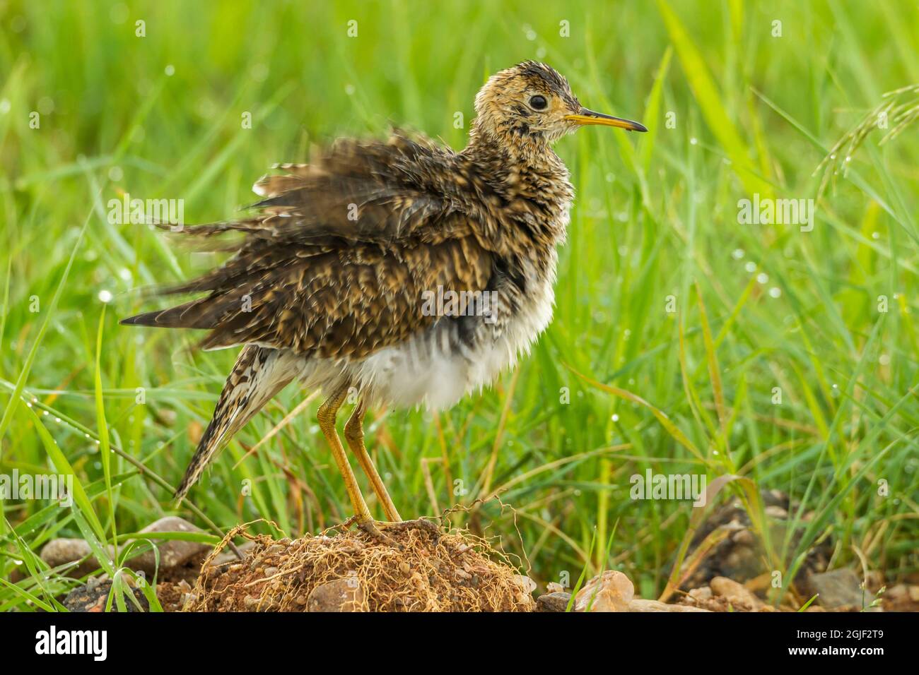 USA, South Dakota, Custer State Park. Upland sandpiper bird close-up ...