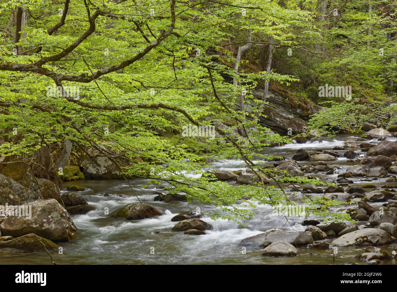 Moss covered boulders and flowing stream. Little Pigeon River, Great ...