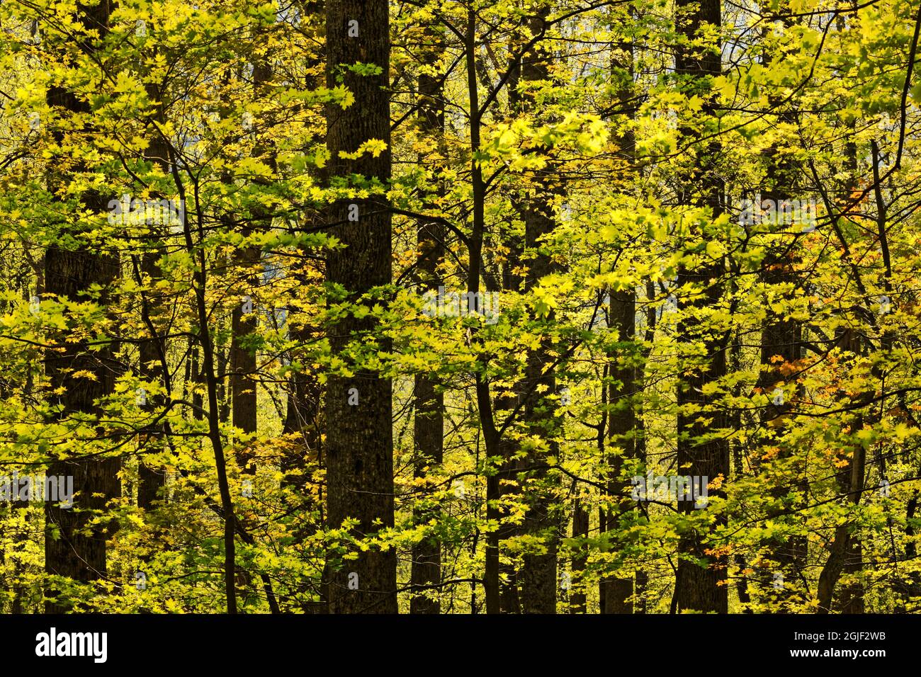Spring tree foliage pattern, Great Smoky Mountains National Park ...