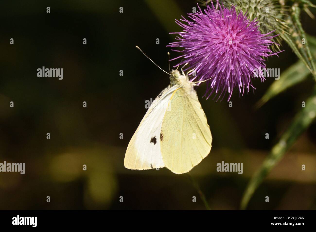 Large white butterfly uk hi-res stock photography and images - Alamy
