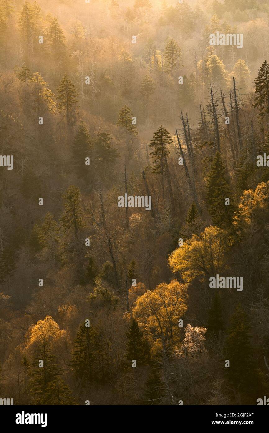 Spring sunset in park hi-res stock photography and images - Alamy