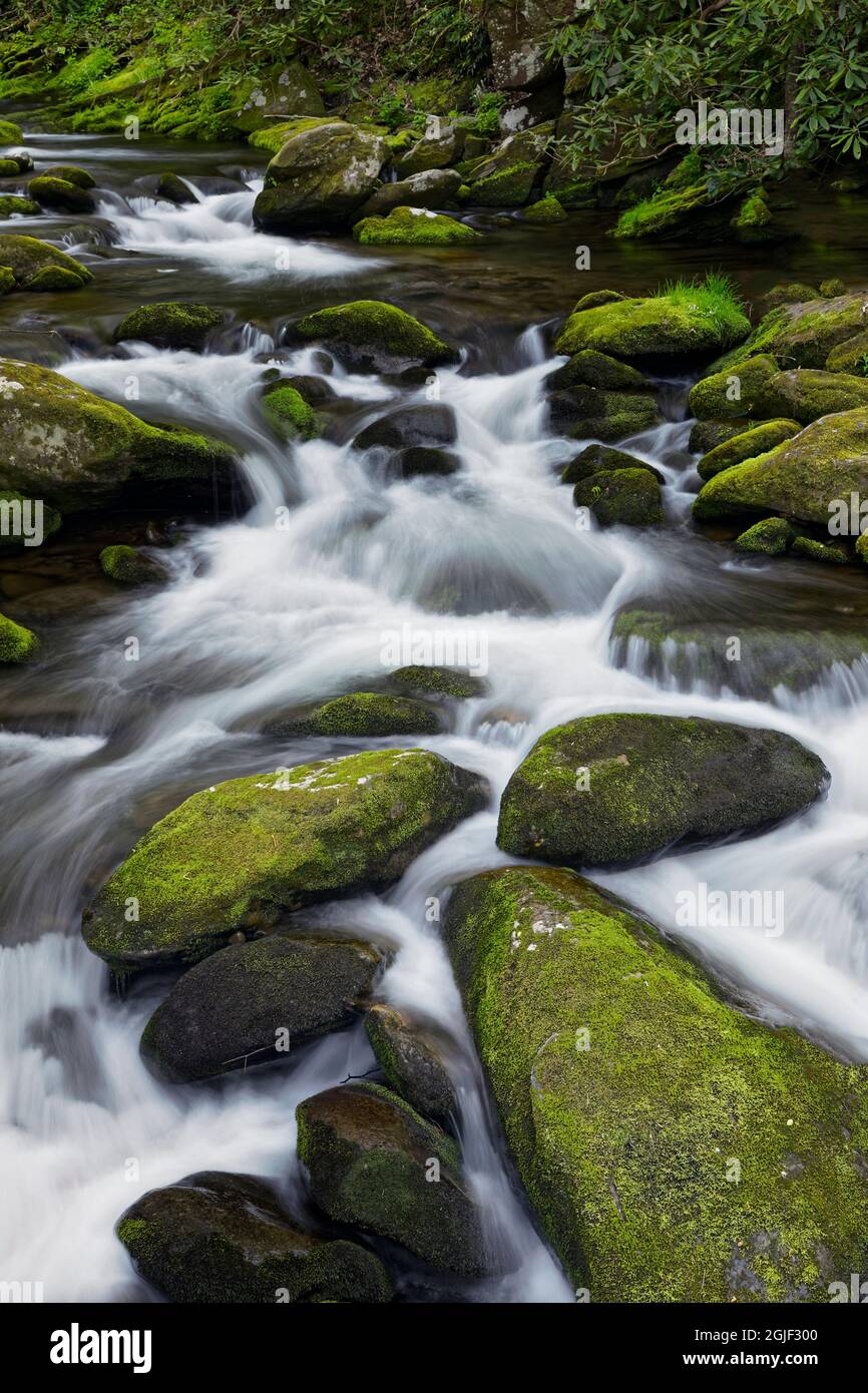 Moss covered boulders and flowing stream, Little Pigeon River, Great ...