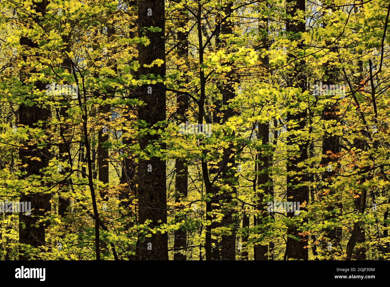 Spring tree foliage pattern hi-res stock photography and images - Alamy