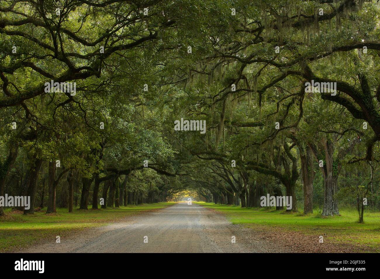 Live Oak Alley, Wormsloe Plantation, Savannah, USA Stock Photo - Alamy
