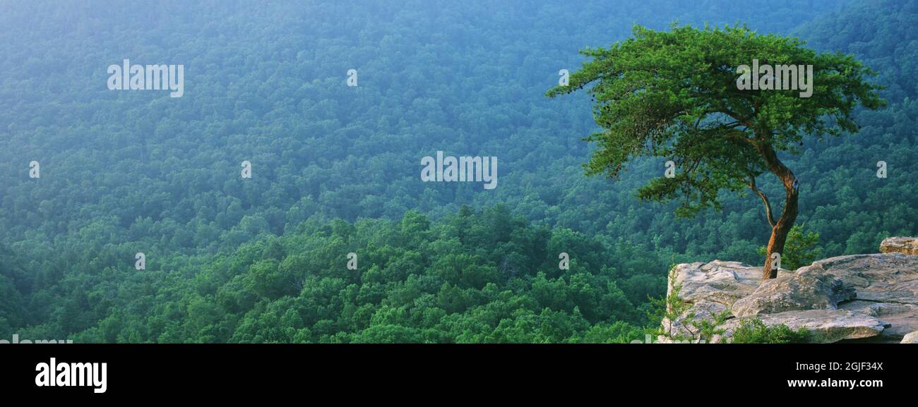 Virginia pine tree hi-res stock photography and images - Alamy