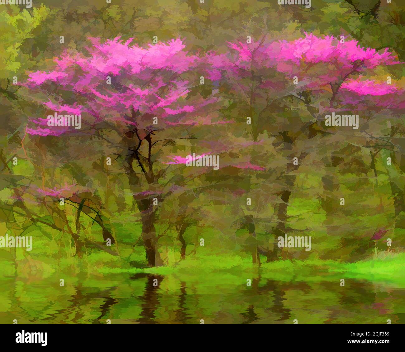 Redbud tree in spring hi-res stock photography and images - Alamy