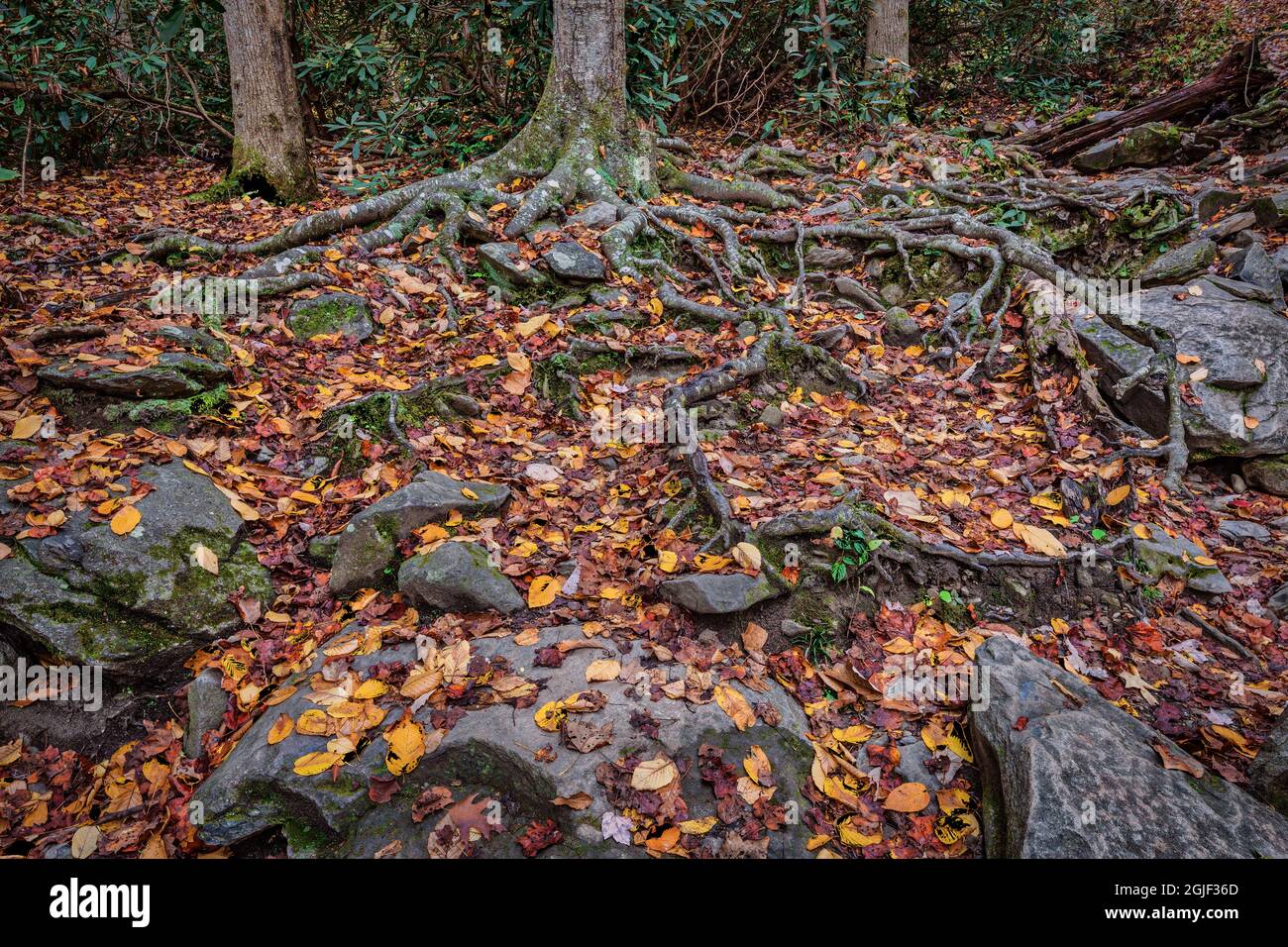 Great smokey mountains tennessee hi-res stock photography and images ...