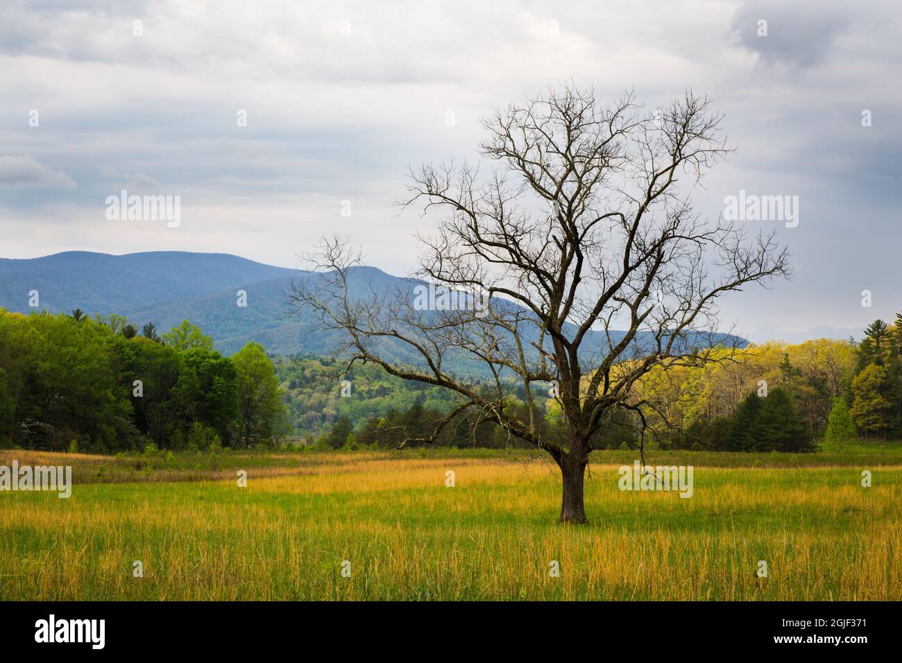 USA, Tennessee. Lone tree in field at Cades Cove Stock Photo - Alamy