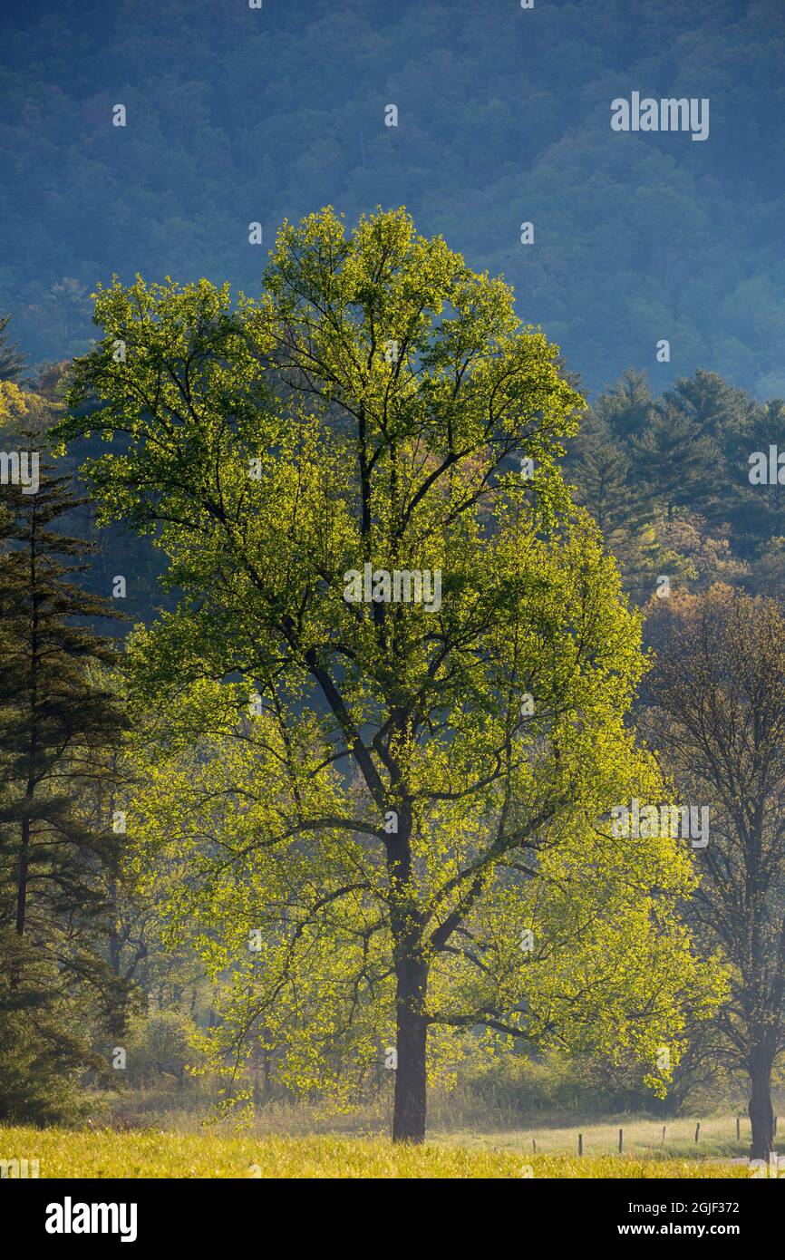 Tennessee tree hi-res stock photography and images - Alamy