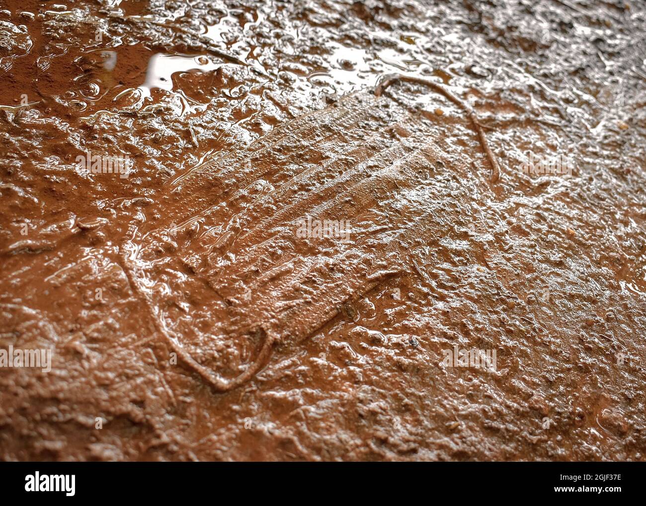 Disposable surgical mask discarded on muddy ground. Indisciplined ...