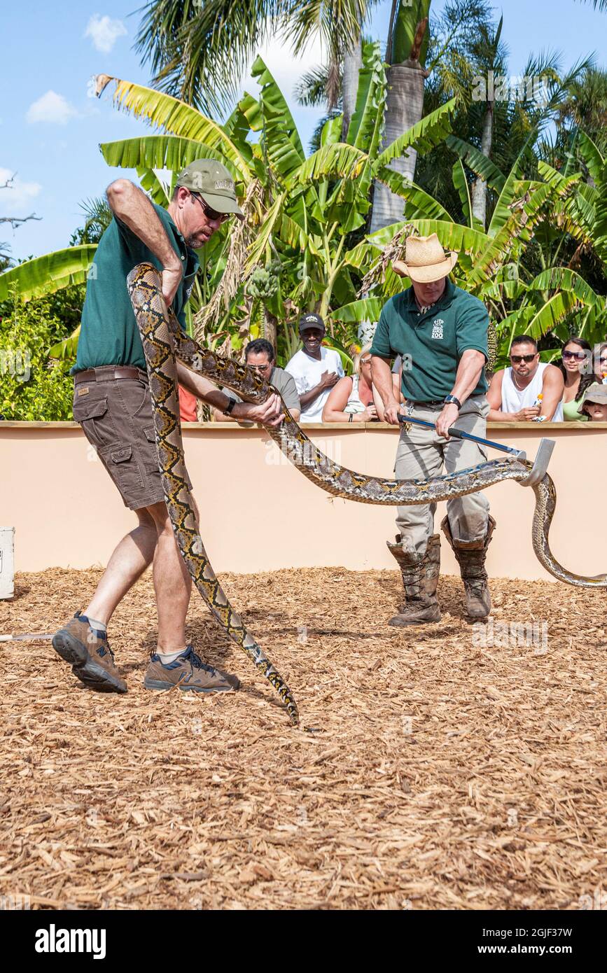 Burmese python takes two handlers to manage. (Editorial Use Only Stock ...