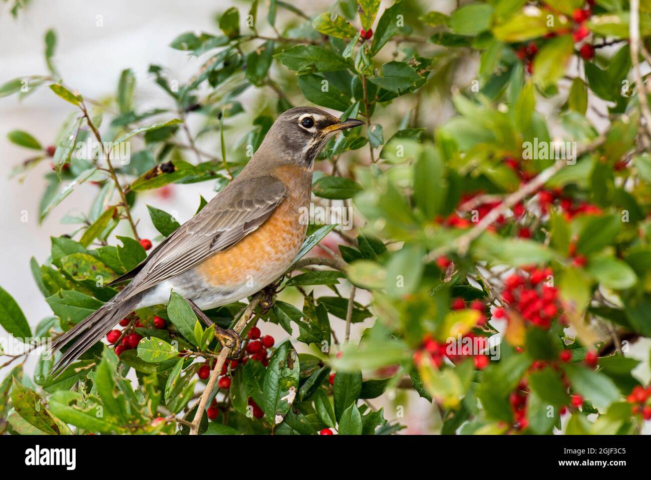 Robin on holly hi-res stock photography and images - Alamy