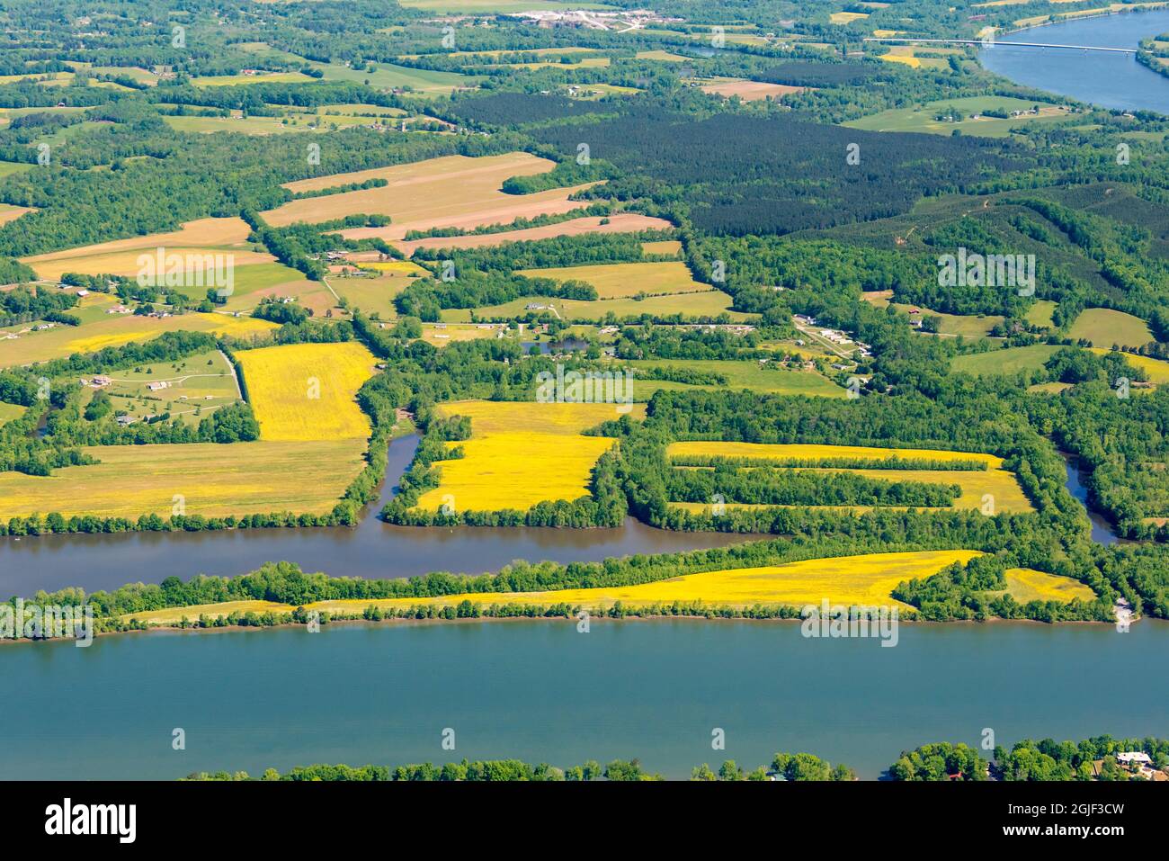 Usa Tennessee Canola Field In Flower Along Tennessee River Beautiful Patterns And Contrast