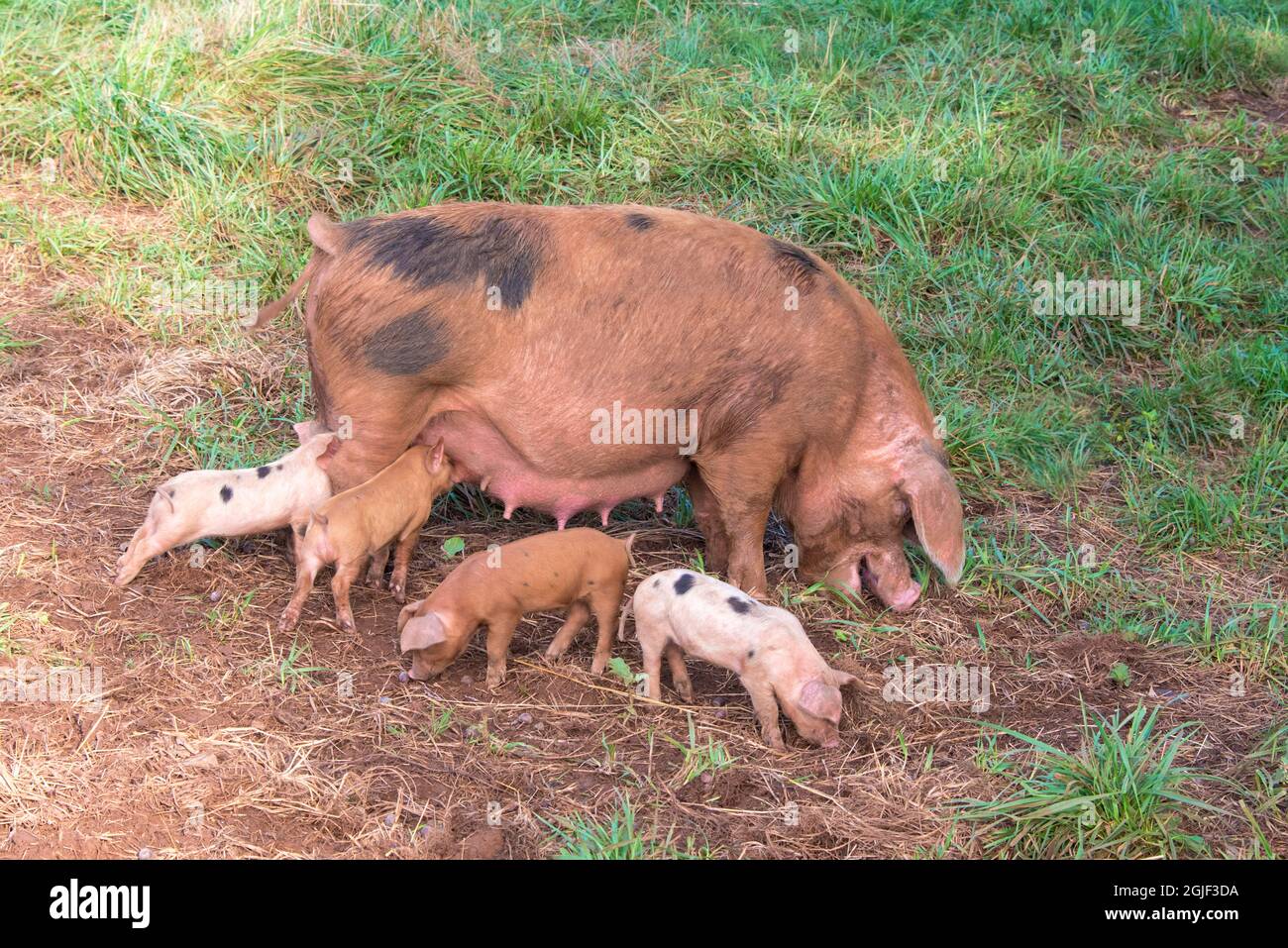 USA, Tennessee. Piglets feed as sow forages. Pastured animal farm Stock ...