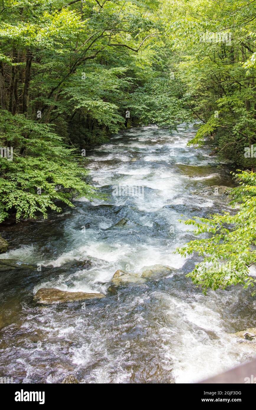 USA, Tennessee. Middle Prong river Smoky Mountain National Park. High ...