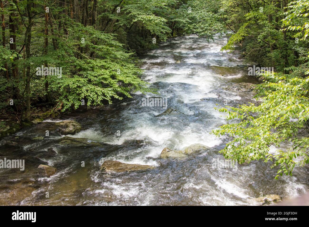 USA, Tennessee. Middle Prong river Smoky Mountain National Park. High ...